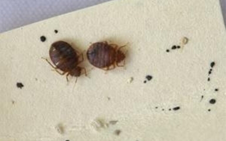 Aspetto e ciclo vitale delle cimici da letto - Sereni-d®