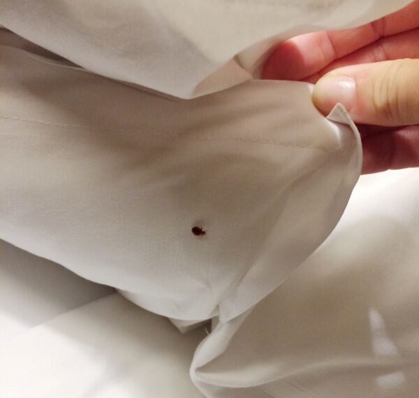 Bed bugs: a step-by-step protocol for action