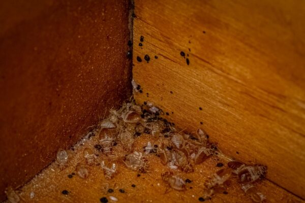 [Photos] How can you recognise bed bug marks and stains?