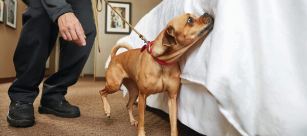 [Photos] How can you recognise bed bug marks and stains?