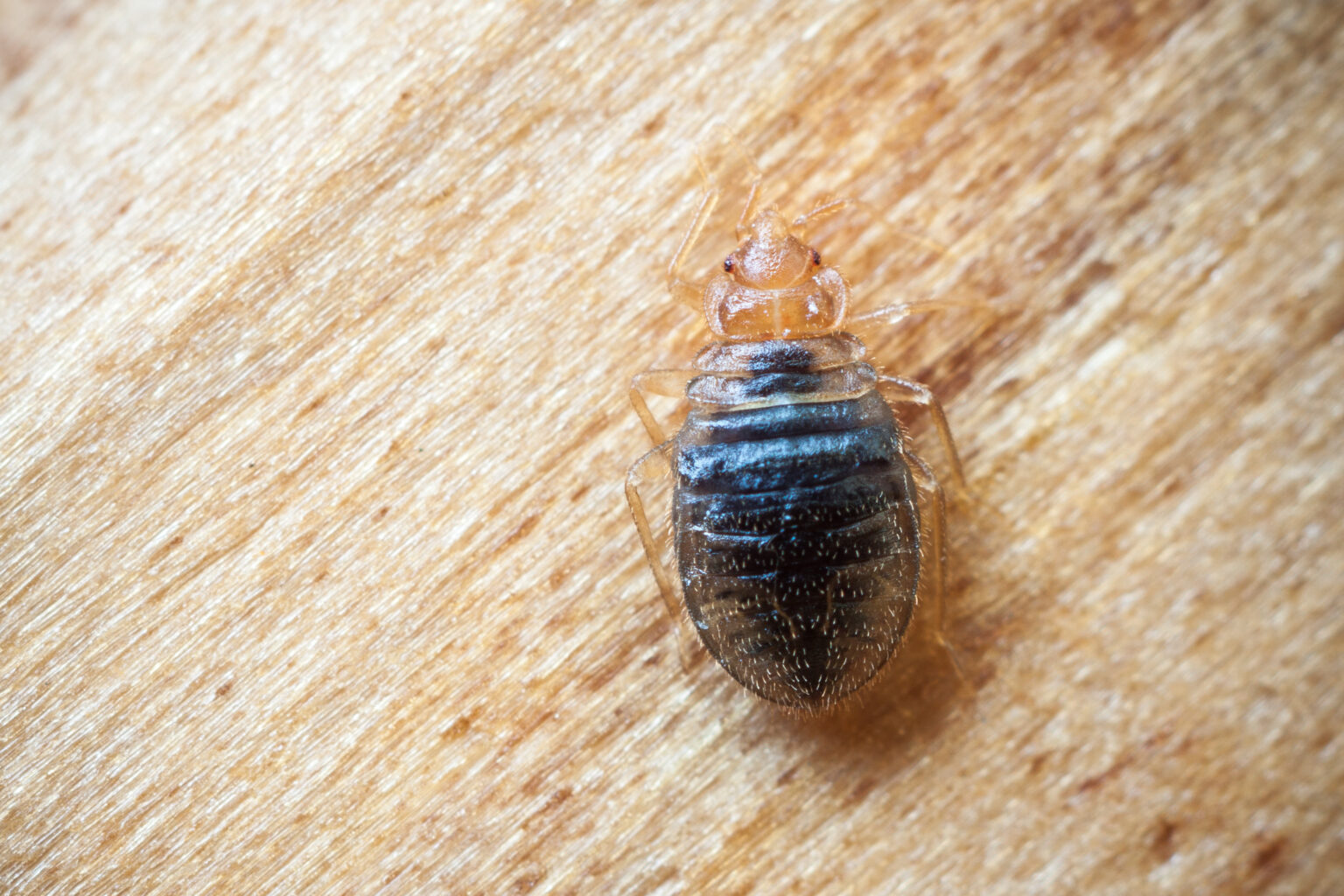 Bed bugs at work: what you need to know - Sereni-d®