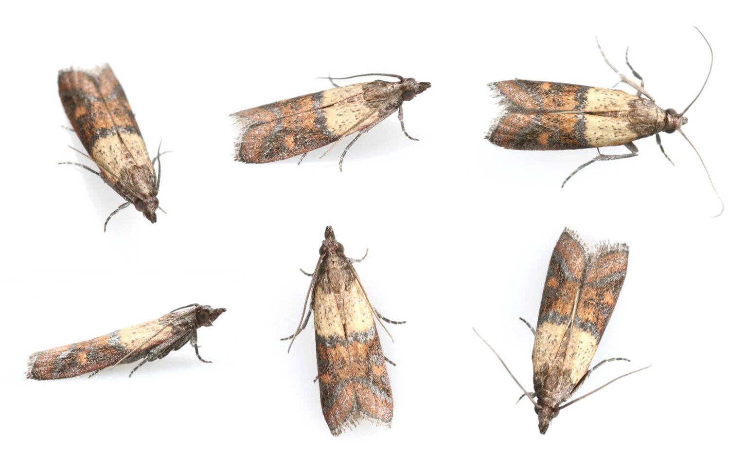Comment reconnaitre une infestation de mites alimentaires [+photos ...