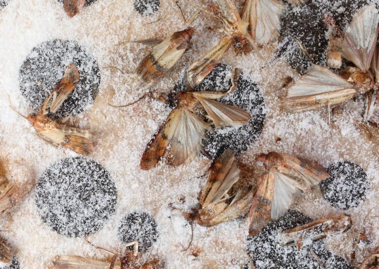 Comment reconnaitre une infestation de mites alimentaires [+photos ...